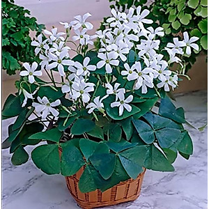 Green Shamrock Bulbs - Good Luck Plant - Fast Growing Year Round Color Indoors or Outdoors - Oxalis Regnelli Shamrock Bulbs - Ships from Iowa, Made in USA (10 Bulbs)