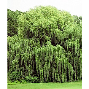 Willow Tree Bundle - 10 Fast Growing Aussie Willow Trees + 4 Weeping Willow Trees + 2 Corkscrew Willow Tree - Ready to Plant - Indoor/Outdoor Live Tree Plants - Fast Privacy and Unique Look all in One