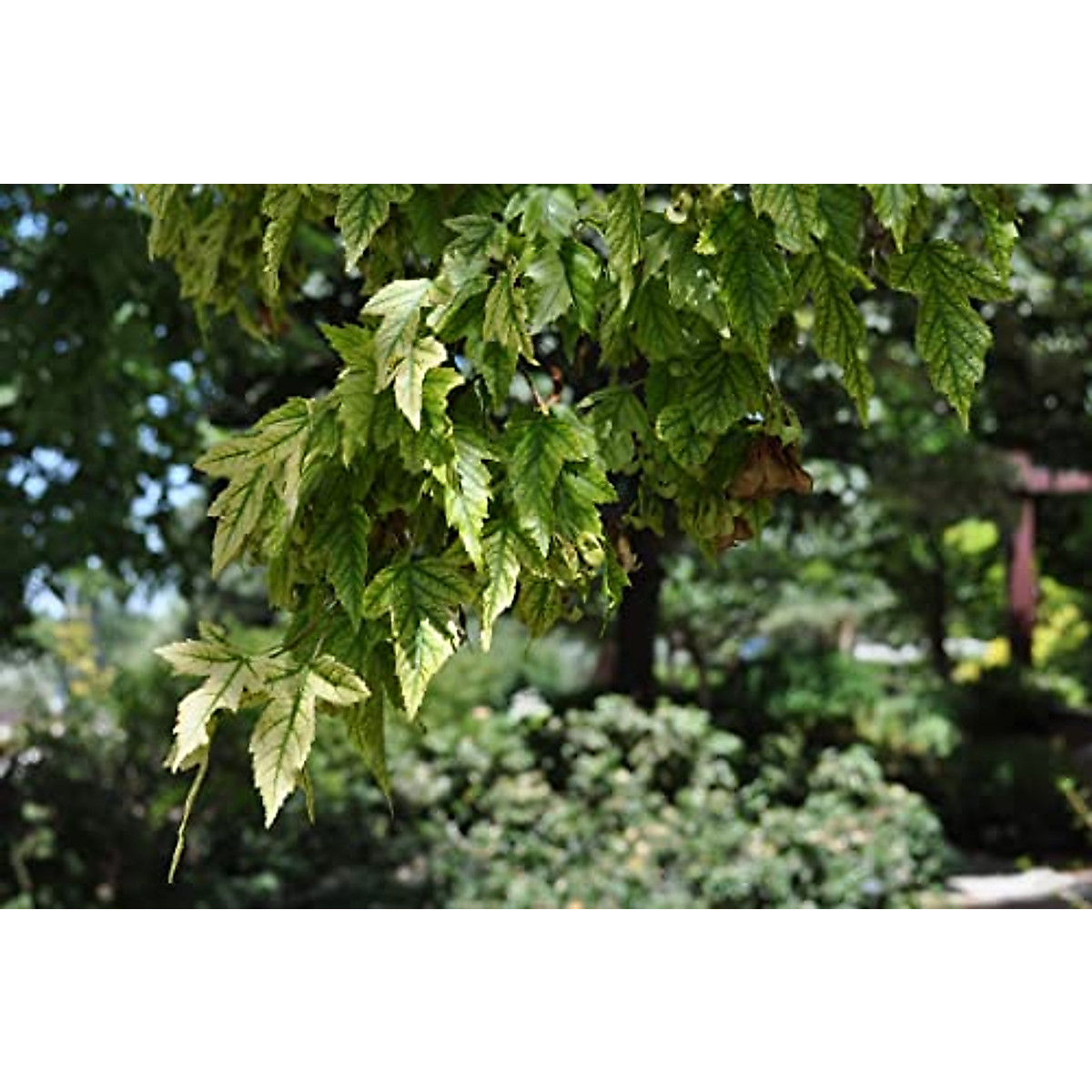 TriStar Plants - Flame Amur Maple Tree Potted 1 Gallon, 5'Ft Tall - Acer ginnala, Healthy Established Roots, Fast Growing Trees, Fall Color, Shade Tree