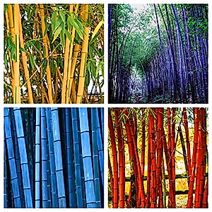 200+ Giant Bamboo Seeds for Planting Outdoors, 4 Colors, Privacy Screen Good for Environment Shade - Landscaping -Tolerant Home Decor Landscaping, Fast Growing