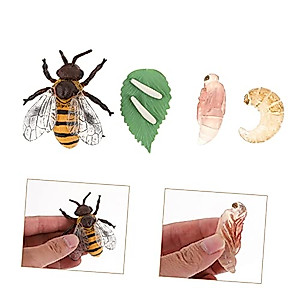 Yardenfun 1 Set Stag Beetle Growth Week Little Critters Toys Educational Toys for Kids Spider Toy Honey Life Cycle Models Growth Statue Bee Growth Cycle Plastic Honey Bee Life Cycle Models
