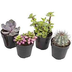 Altman Plants, Succulent Fairy Garden Kit (4 Pack), Live Succulents Plants Live Houseplants, Fairy Garden Accessories Terrarium Plants, Indoor Plants Live Plants Indoor House Plants, Succulent Plants