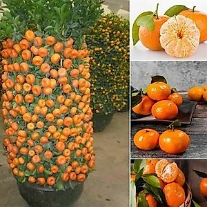 Dwarf Orange Seed for Planting - 10 Seeds of Hardy Orange Dwarf - Grow Fruit Bearing Bonsai - Hardy Orange