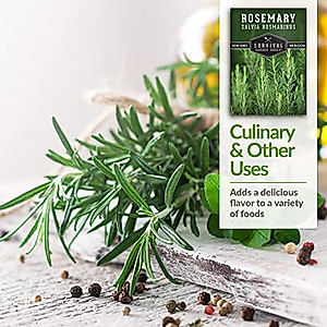 Survival Garden Seeds - Rosemary Herb Seed for Planting - Salvia Rosmarinus - Packet with Instructions to Plant & Grow in Your Home Vegetable Garden - Non-GMO Heirloom Variety