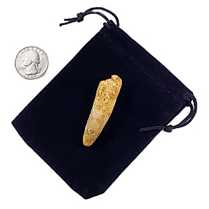 Genuine Large Spinosaurus Tooth with Velvet Bag - 1.5-2 inches Long