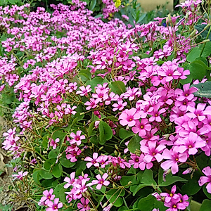 20g Red Oxalis corymbosa DC Bulbs Red Shamrock Wood Sorrel Flower Oxalis triangularis Purple Shamrock Bulbs Red Shamrock for Home Garden Outdoor Planting.