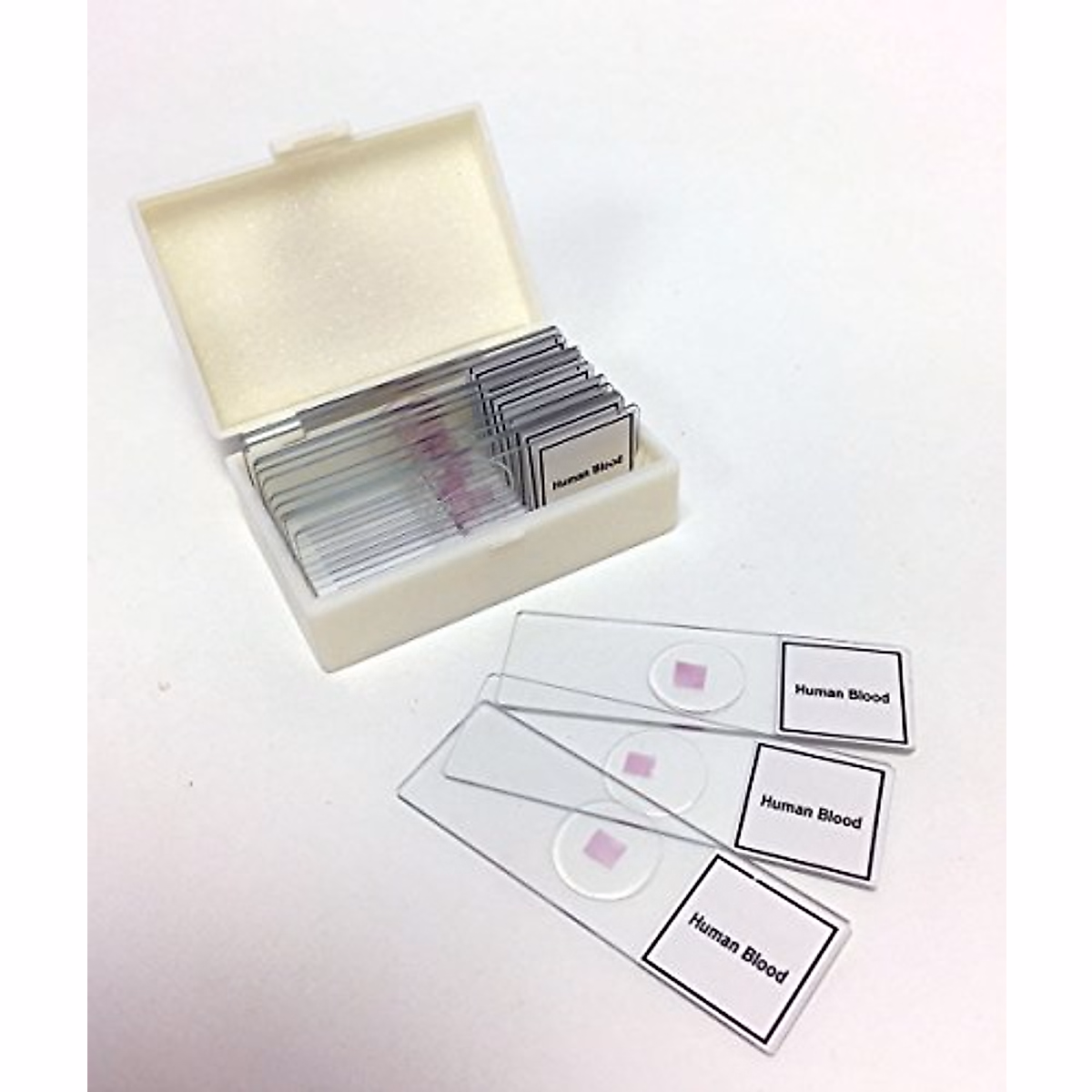 Prepared Slide, Human Blood with Wrights Stain, Classpack of 15 Sides