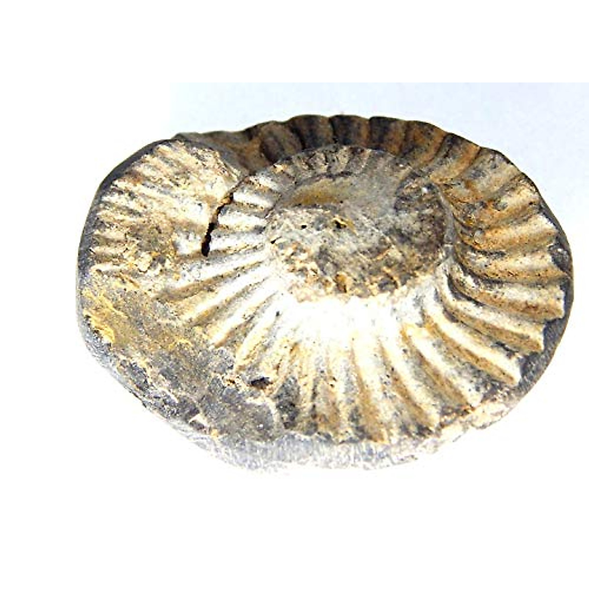 phoenix888 Sacred Adwaitya Shweta Vaman Shaligram Nepal Kali Gandaki