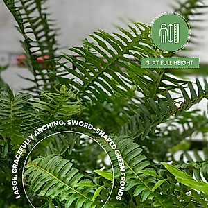 American Plant Exchange Kimberly Queen Fern Indoor/Outdoor Air Purifier Live, 3 Gallon, 1.5Ft Plant Height