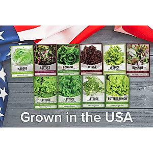 Salad Greens Lettuce Seeds Heirloom Vegetable Seed 23,000 Seeds for Planting Indoors and Outdoor 10 Packs - Buttercrunch, Romaine, Iceberg, (and More) Leaf and Head Variety Pack by Gardeners Basics