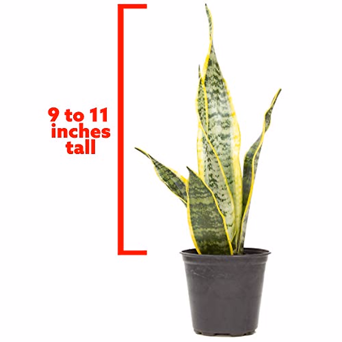 Live Snake Plant, Sansevieria trifasciata Laurentii, Fully Rooted Indoor House Plant in Pot, Mother in Law Tongue Sansevieria Plant, Potted Succulent Plants, Sansevieria laurentii by Plants for Pets