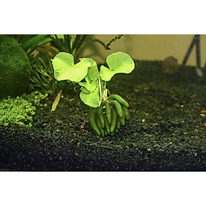 Marcus Fish Tanks 2 Banana Plants (Nymphoides Aquatica) Live Aquarium Plants - Buy 2 Get 1