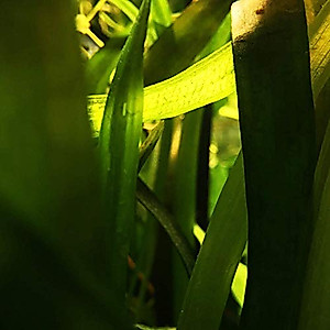 Planterest - Giant Jungle Val | Vallisneria Gigantea Potted Freshwater Live Aquarium Plant BUY2GET1FREE