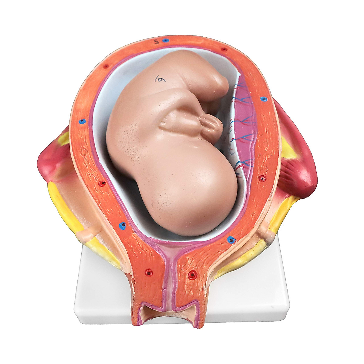 Jackson Global JS00073 Fetus Development Model | Set of 8 Models，14 Pieces in Total | Key Anatomical Features Labelled with Accompanying Key Card