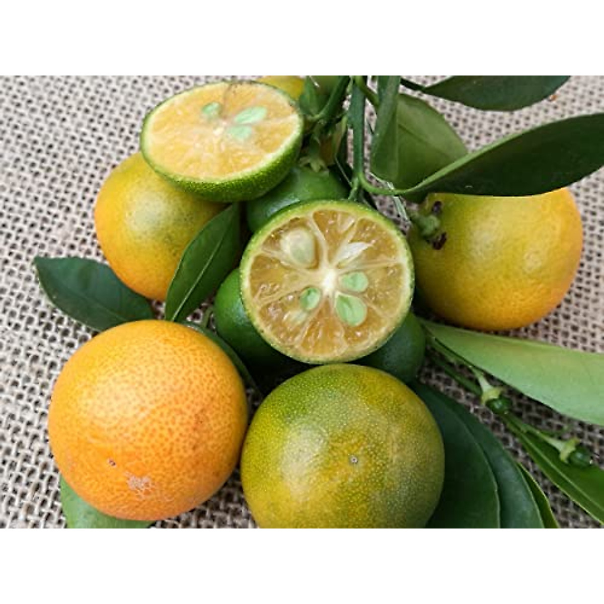 Calamansi Plant Live Kalamansi Calamondin Fruit Tree 2 Inch to 3 Inch Seedling Planting Ornaments Perennial Garden Simple to Grow Pots
