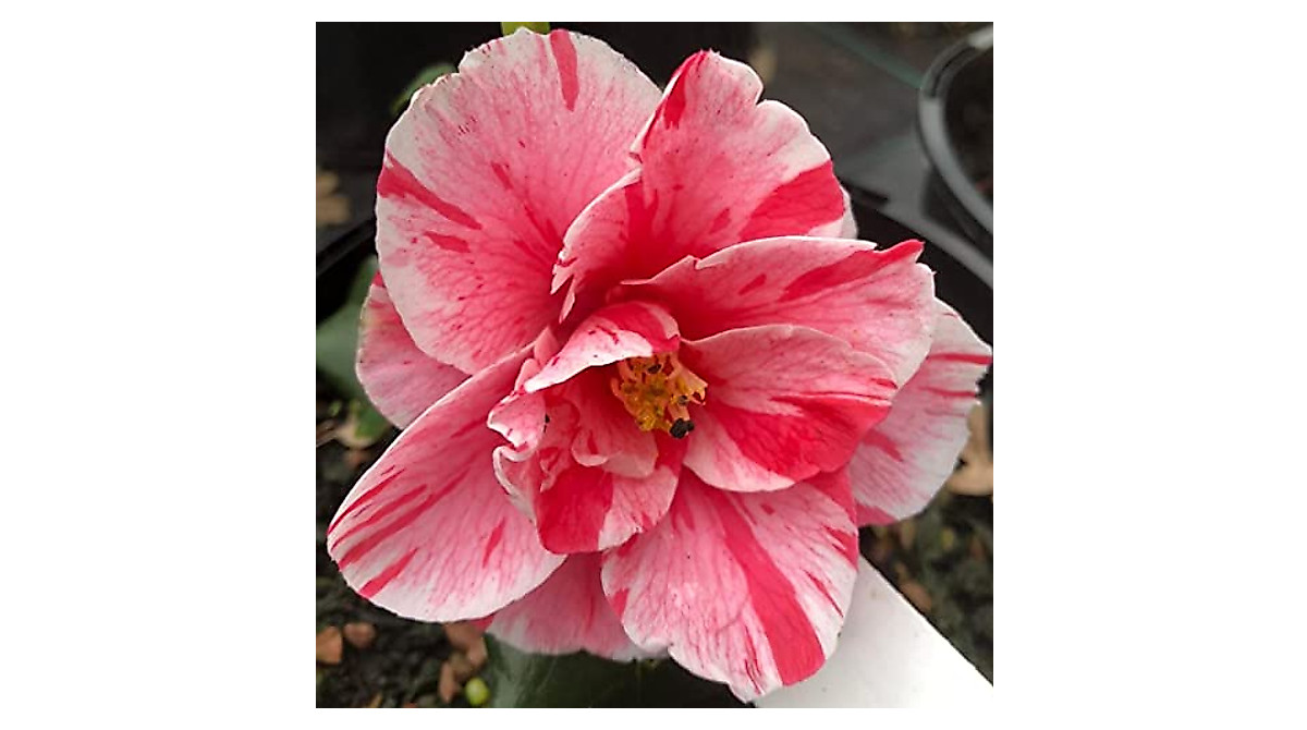 Variegated Camellia Japonica - Rose Pink Garden Plant