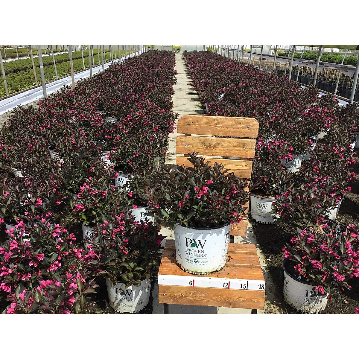 Premier Plant Solutions 10815 Proven Winners Weigela Wine & Roses, 3 Gallon