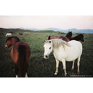 Cinestill 400Dynamic Versatile Color Film 35mm, 36 Exposures