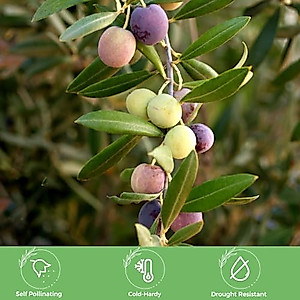 American Plant Exchange Arbequina Olive Tree, 6-Inch Pot, 2.5ft Tall, Self-Pollinating, Live Fruiting Indoor & Outdoor Houseplant, Perfect for Home & Office