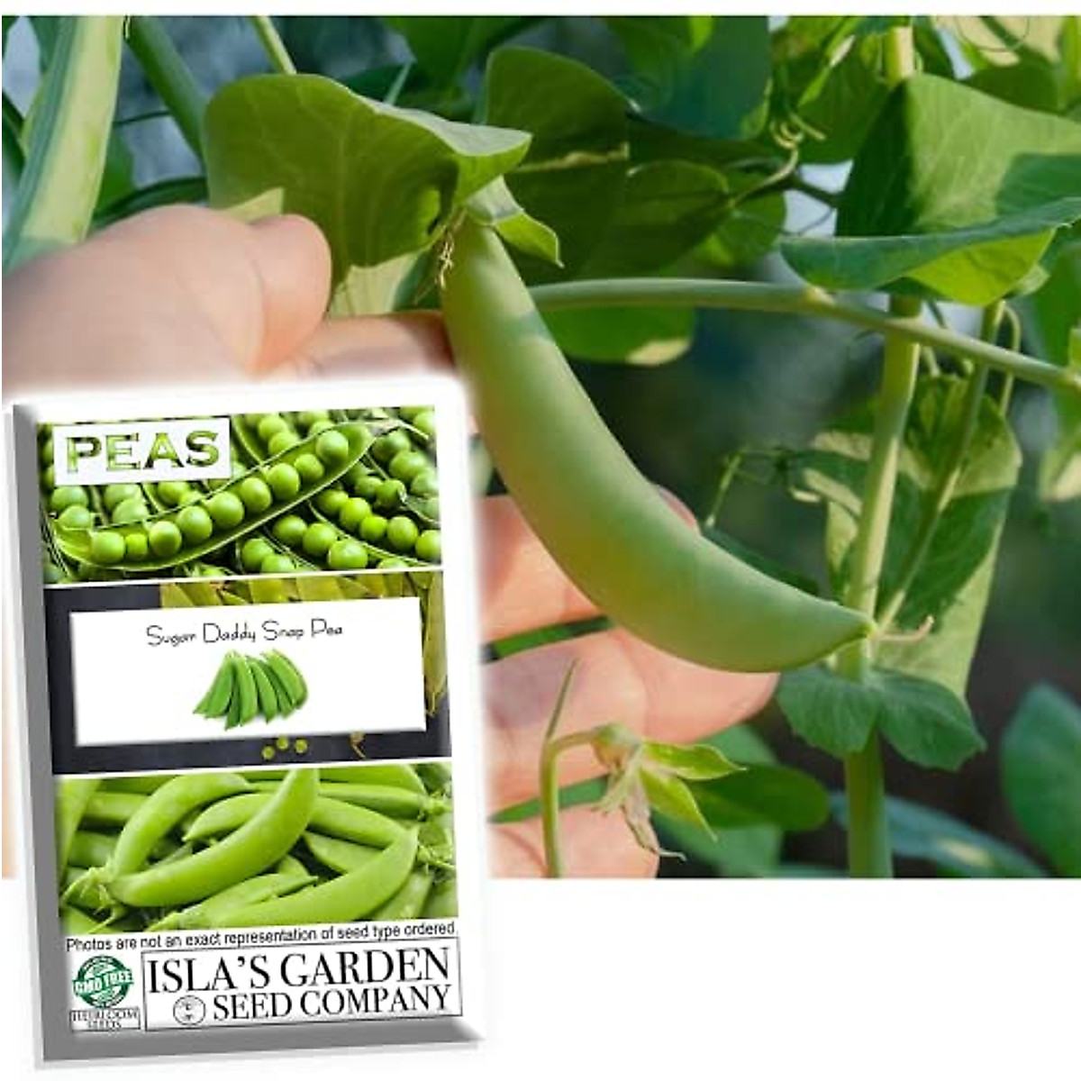 Sugar Daddy Snap Pea Seeds for Planting, 50+ Heirloom Seeds Per Packet, (Isla's Garden Seeds), Non GMO Seeds, Botanical Name: Pisum sativum, Great Home Garden Gift
