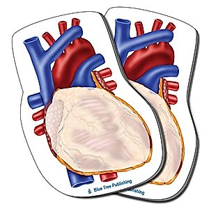 Heart Sticking Notes, Human Heart 2 Pack-100 Sheets Per Pack Physician, Cardiologists, Cardiovascular, pulmanary