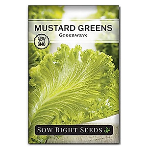 Sow Right Seeds - Large Greens Seed Collection for Planting - Spinach, Arugula, Kale, Lettuce, Tat SOI, Pak Choi, Mustard Greens and Swiss Chard - Non-GMO Heirloom Seeds to Plant & Grow a Home Garden
