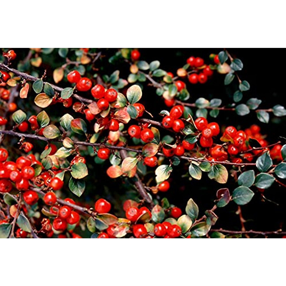 Horizontal Rockspray Cotoneaster Horizontalis Shrub 15 Seeds for Planting Non-GMO