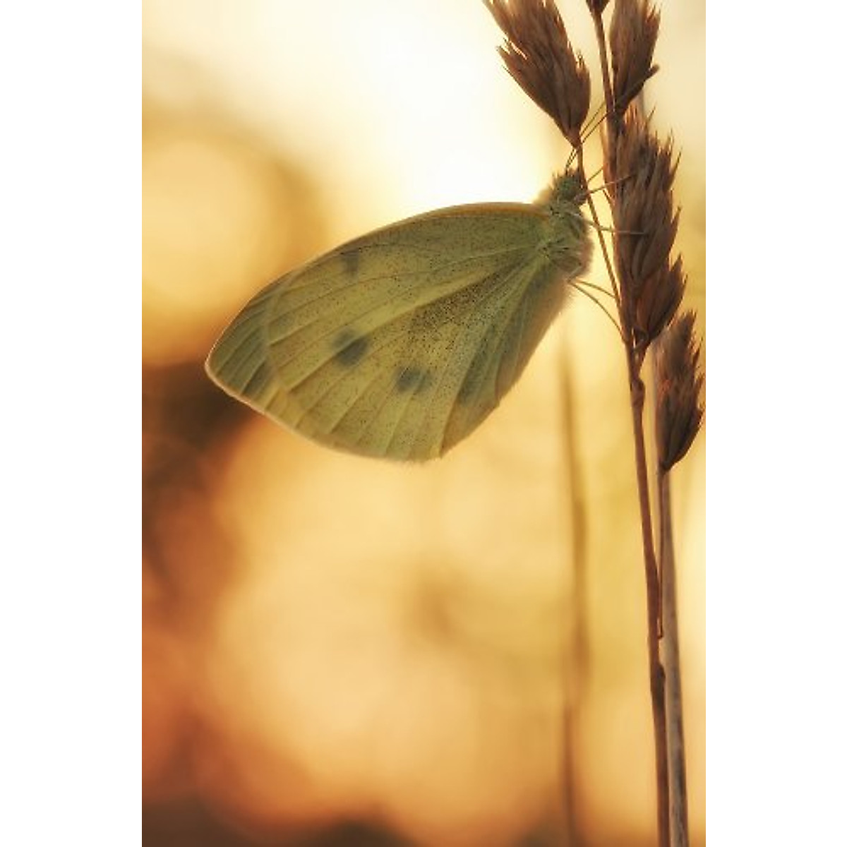 Tamron AFF004N700 SP 90MM F/2.8 DI MACRO 1:1 VC USD For Nikon 90mm IS Macro Lens for Nikon (FX) Cameras - Fixed