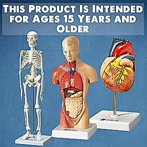 Evviva Sciences Human Heart, Torso, and Skeleton Models - Hands-On 3D Model Study Tools for Anatomy and Physiology Students with Anatomical Guide Booklet, Learning + Educational Kit