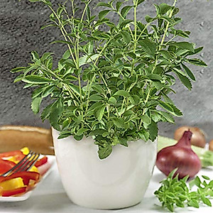 Outsidepride Perennial Stevia Sweetie Star Natural Herb Garden Plant Sugar Substitute & Sweetener Alternative - 50 Seeds