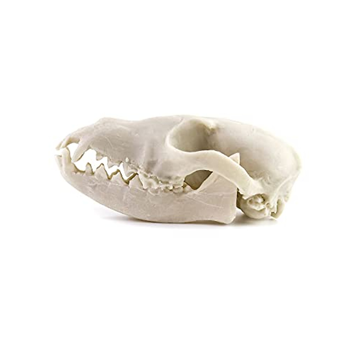 QWORK Fox Skull, Realistic Animal Skull Bones Fox Head Skeleton Natural Teeth Bone Specimen Model for Home Collectible Decoration Halloween Party