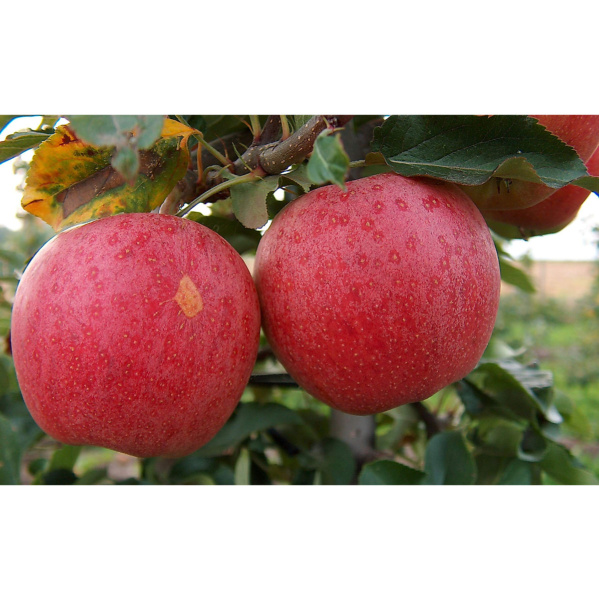 Gala Apple Tree - Grow Fresh Fruit - Live Plant Shipped 1 to 2 Feet Tall by DAS Farms