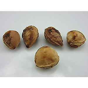 1209-Mazzard Cherry Tree (Prunus avium) Seeds by Robsrareandgiantseeds UPC0764425788621 Non-GMO,Organic,USA Grower,Bonsai,Edible Fruit,Rapid-Growing Tree,Deciduous Fruiting Tree Package of 5 Seeds