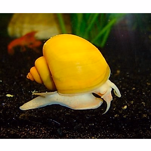 Aquatic Arts 3 Live Gold Mystery Snails Freshwater Aquarium Scraper/Real Living Nano Fish Tank Pet | Glass Clearing Snail | Natural Decor