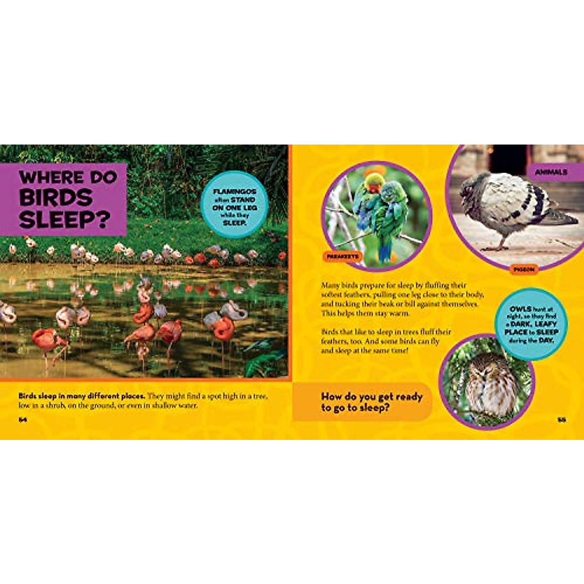 National Geographic Little Kids First Big Book of Where (National Geographic Little Kids First Big Books)