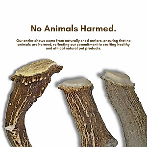 WhiteTail Naturals - Deer Antlers for X-Large Dogs (2 Pack- Jumbo XXL) All Natural Antler Dog Chew - Naturally Shed, Long Lasting Chew Bone for Big Agressive Chewers