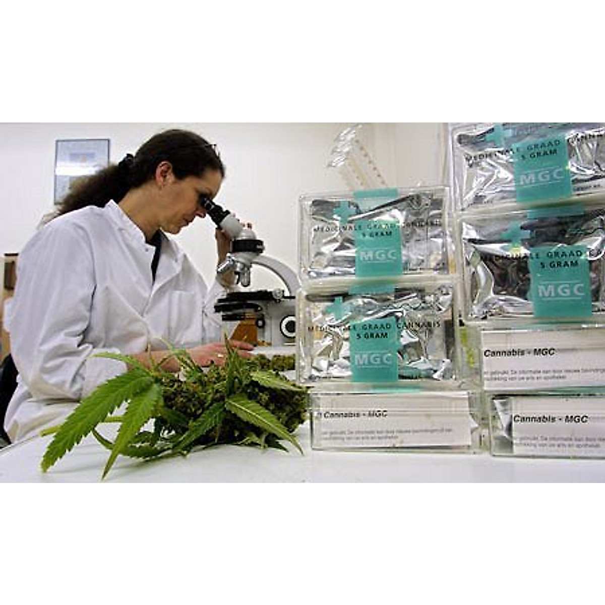 What If Cannabis Cured Cancer