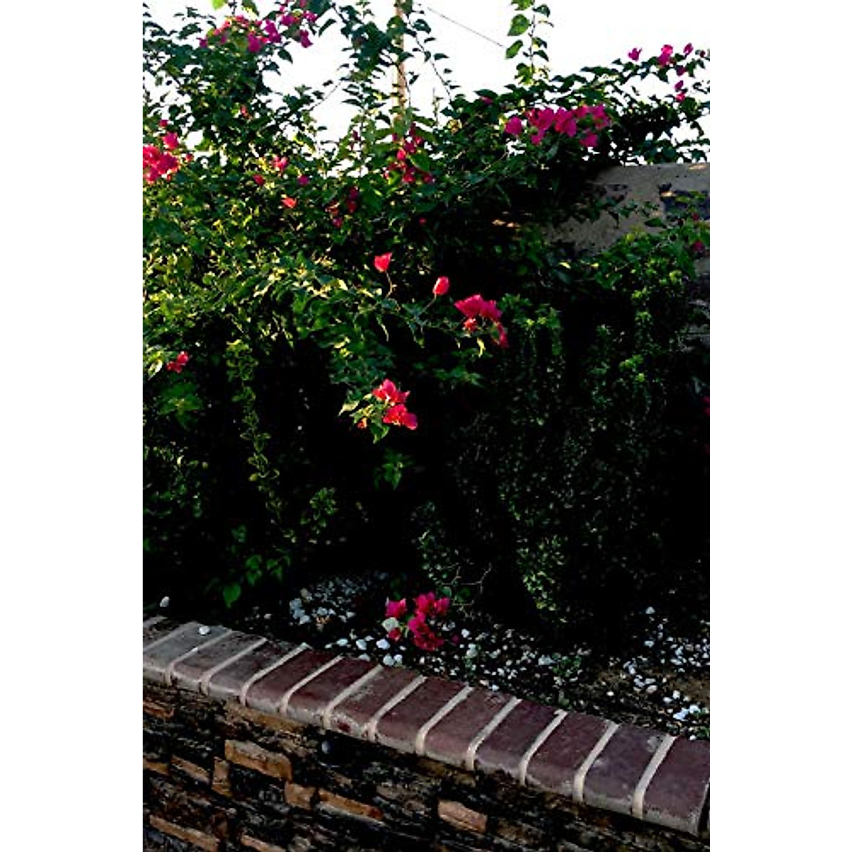 Gardening Pumice Soil Amendment | 3/8" Screened | 8 Quarts