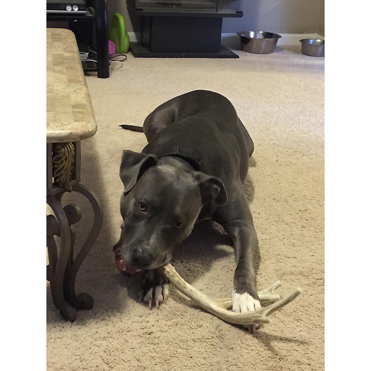 XL Deer Antler Dog Chew - Extra Large, Jumbo, for Large Dogs and Puppies Who are Aggressive Chewers