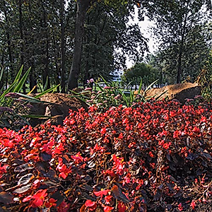 Outsidepride Wax Begonia Semperflorens Red Garden Flower or House Plant Seed - 5000 Seeds
