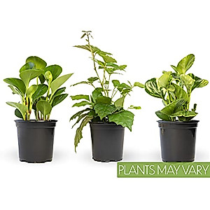 Essential Houseplant Collection (3PK) Live Plants Indoor Plants Live Houseplants in Plant Pots, Easy House Plants Indoors Live, Snake Plant, Pothos in Potting Soil, Clean Air Plants by Altman Plants