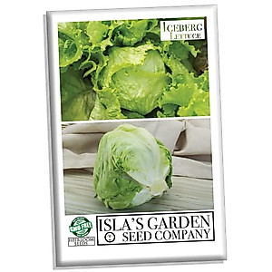 Iceberg Lettuce Seeds for Planting, 2500+ Heirloom Seeds Per Packet, (Isla's Garden Seeds), Non GMO Seeds, Botanical Name: Lactuca Sativa VAR, Great Home Garden Gift