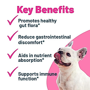 Buddy Biotics Probiotic + Prebiotic for Dogs- Gut Flora Health, Digestive and Immune Health, Diarrhea and Bowel Support – 5 Billion CFU per Scoop