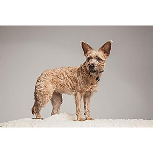 Tickless Classic Pet – Ultrasonic, Natural, Chemical-Free tick and flea Repeller - Black