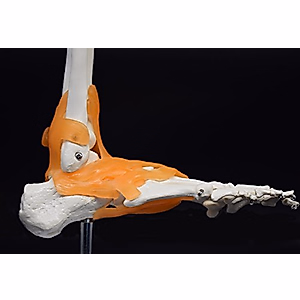Human Foot Skeleton Model with Ligaments, Flexible, Anatomically Accurate Foot Skeleton Model Life Size Human Skeleton Anatomy for Science Classroom Study Display Teaching Medical Model