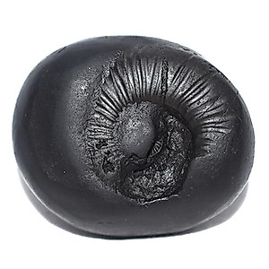 Sesha Shaligram/Shesha Salagram - Nepal