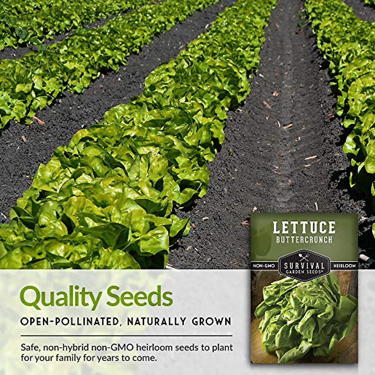 Survival Garden Seeds - Buttercrunch Lettuce Seed for Planting - Packet with Instructions to Plant and Grow Rose Tinted Bibb Style Lettuce in Your Home Vegetable Garden - Non-GMO Heirloom Variety
