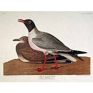Black-headed Gull. From"The Birds of America" (Amsterdam Edition)