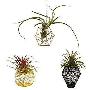 Newwe Pack of 3 Air Plant Holder Metal Airplant Pot Geometric Tabletop Decor Air Plants Planter Tillandsia Display for Home Office