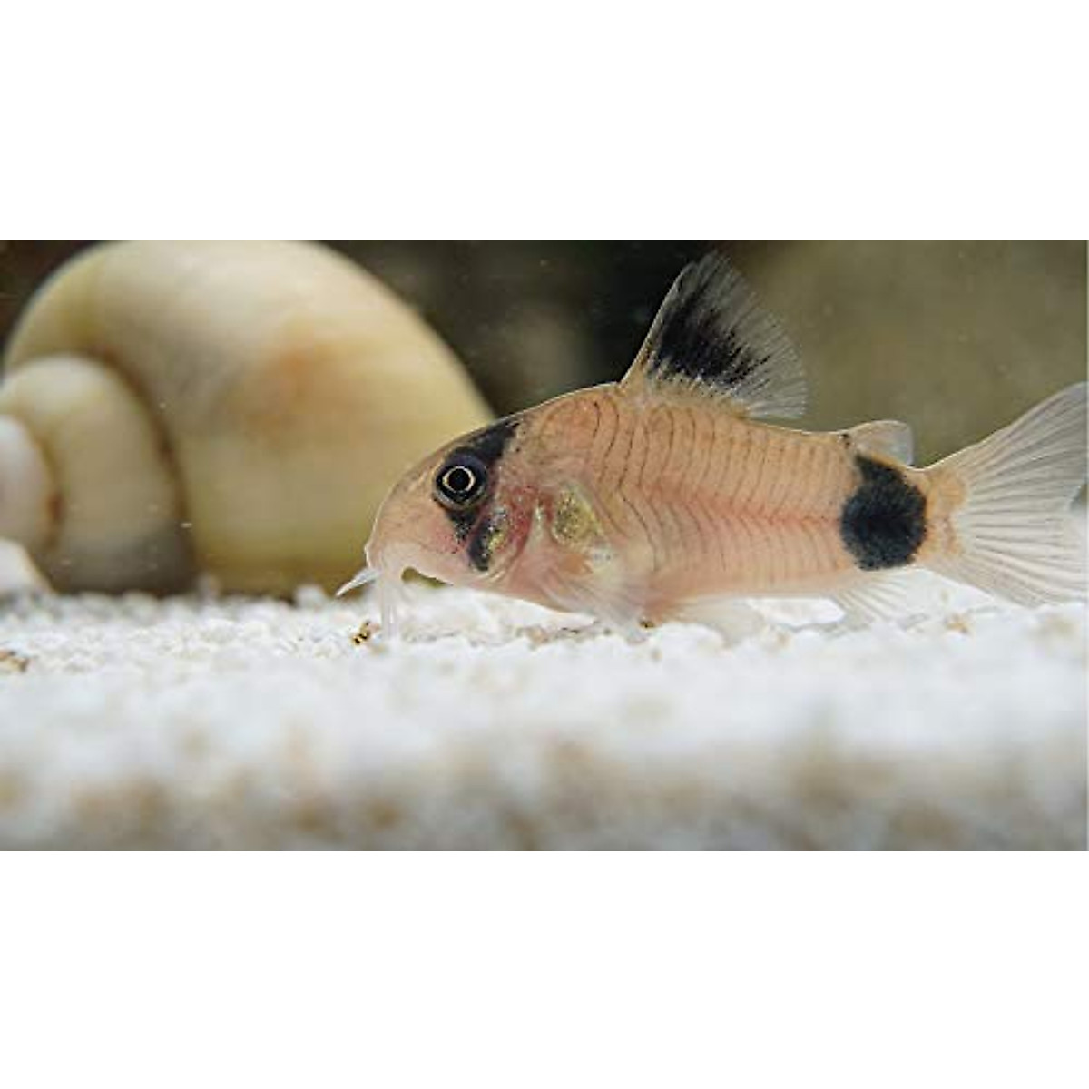 5 Panda Corydoras, Panda Corycats, Cute Freshwater Aquarium Catfish